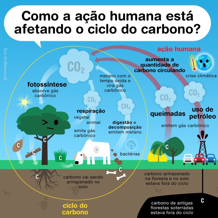 ciclo do carbono – arvoreagua
